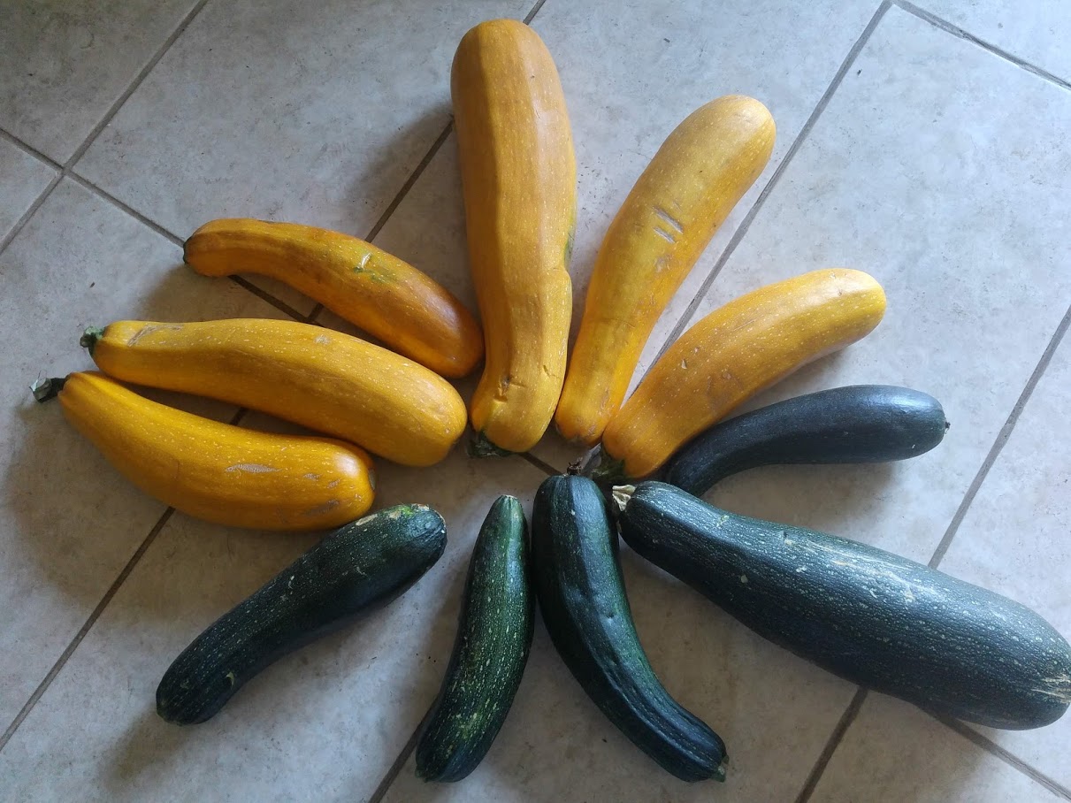 The Alchemy of Marrows – Debbie Young's Writing Life